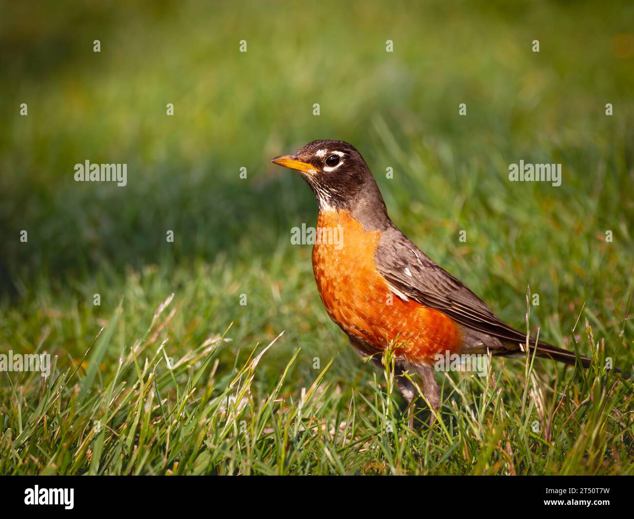 American robin beautiful bird hi-res stock photography and images - Alamy