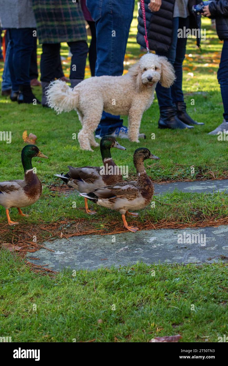 On Remembrance Sunday in a Suffolk churchyard a white French poodle on ...