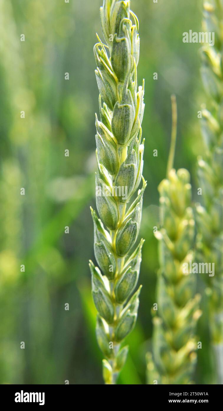 Green young wheat grain varieties hi-res stock photography and images ...
