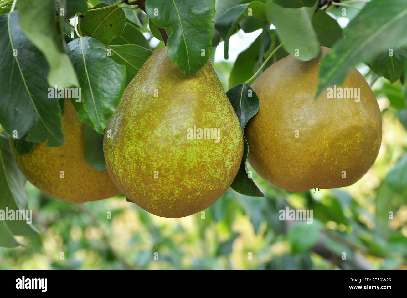 In the orchard, pears ripen on the tree branch Stock Photo - Alamy