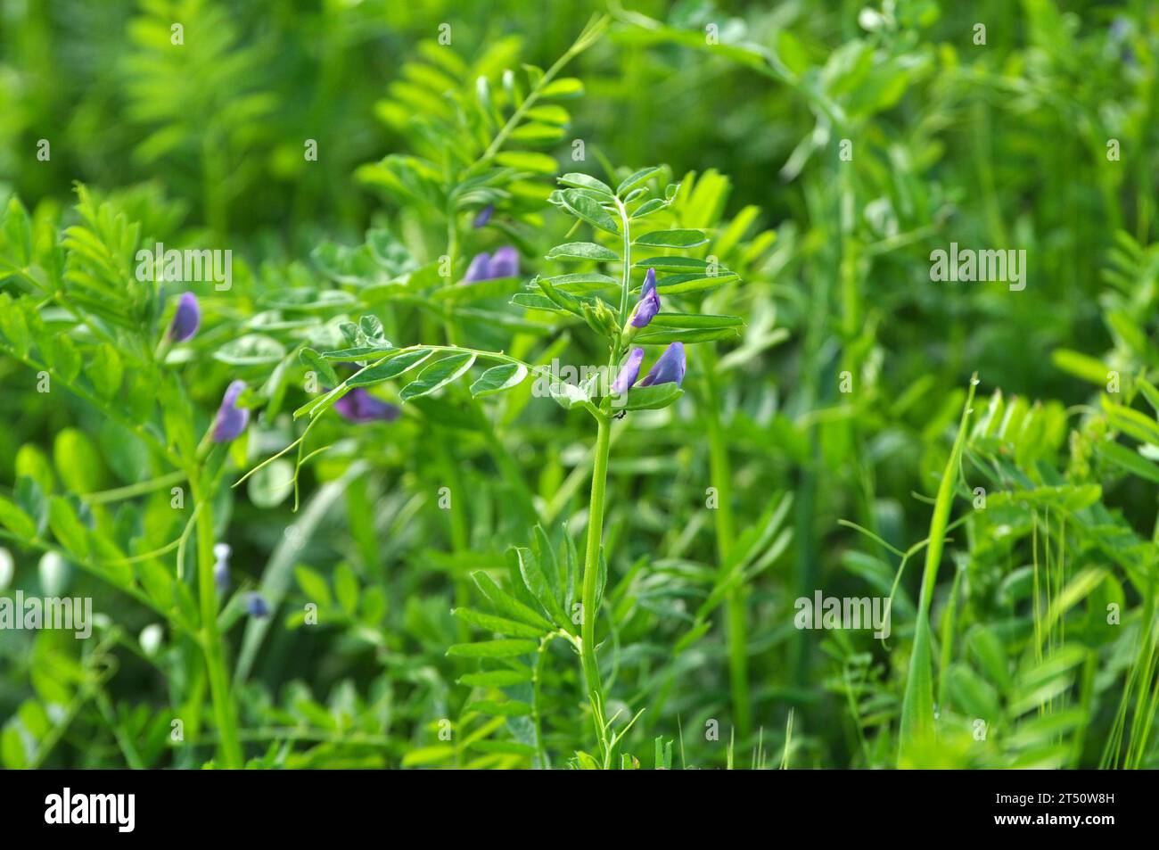 Vicia sativa nigra hi-res stock photography and images - Alamy