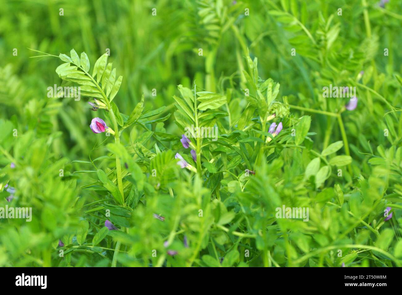 Vetch (Vicia sativa) grows on a farm field Stock Photo - Alamy