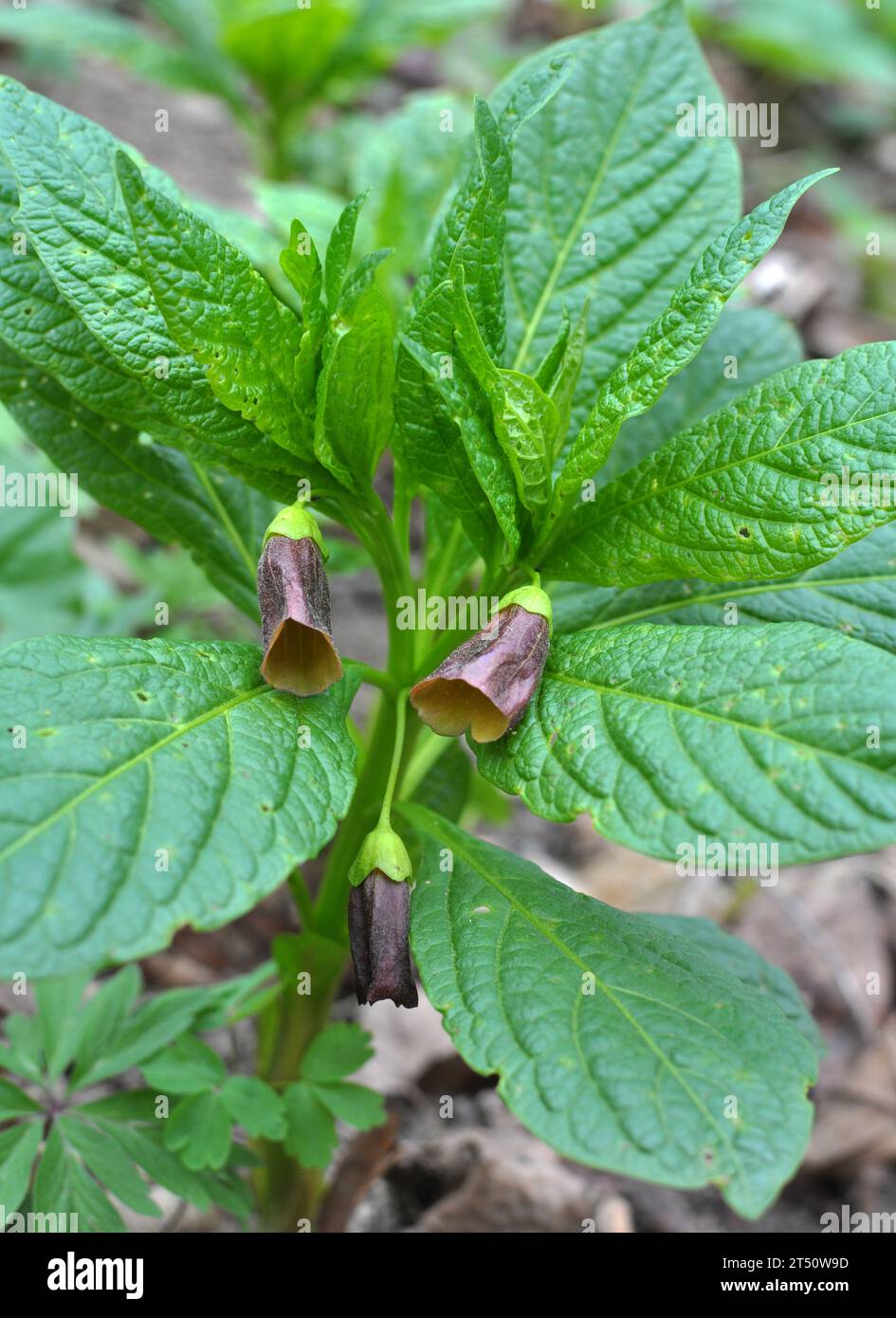 In the spring in the forest in the wild blooms rare plant Scopolia ...