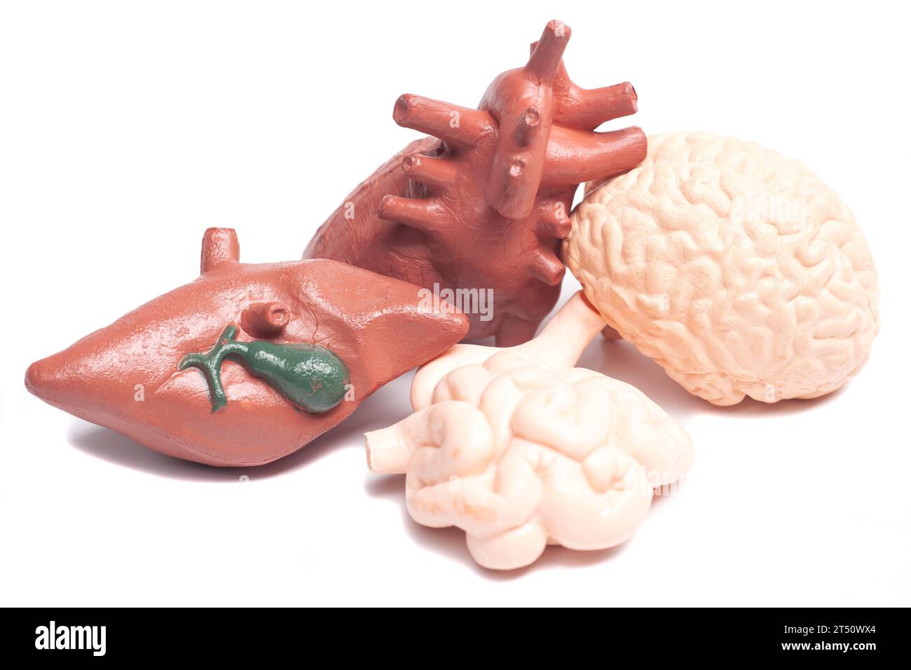 Human internal organs isolated on white background. Medicine and ...