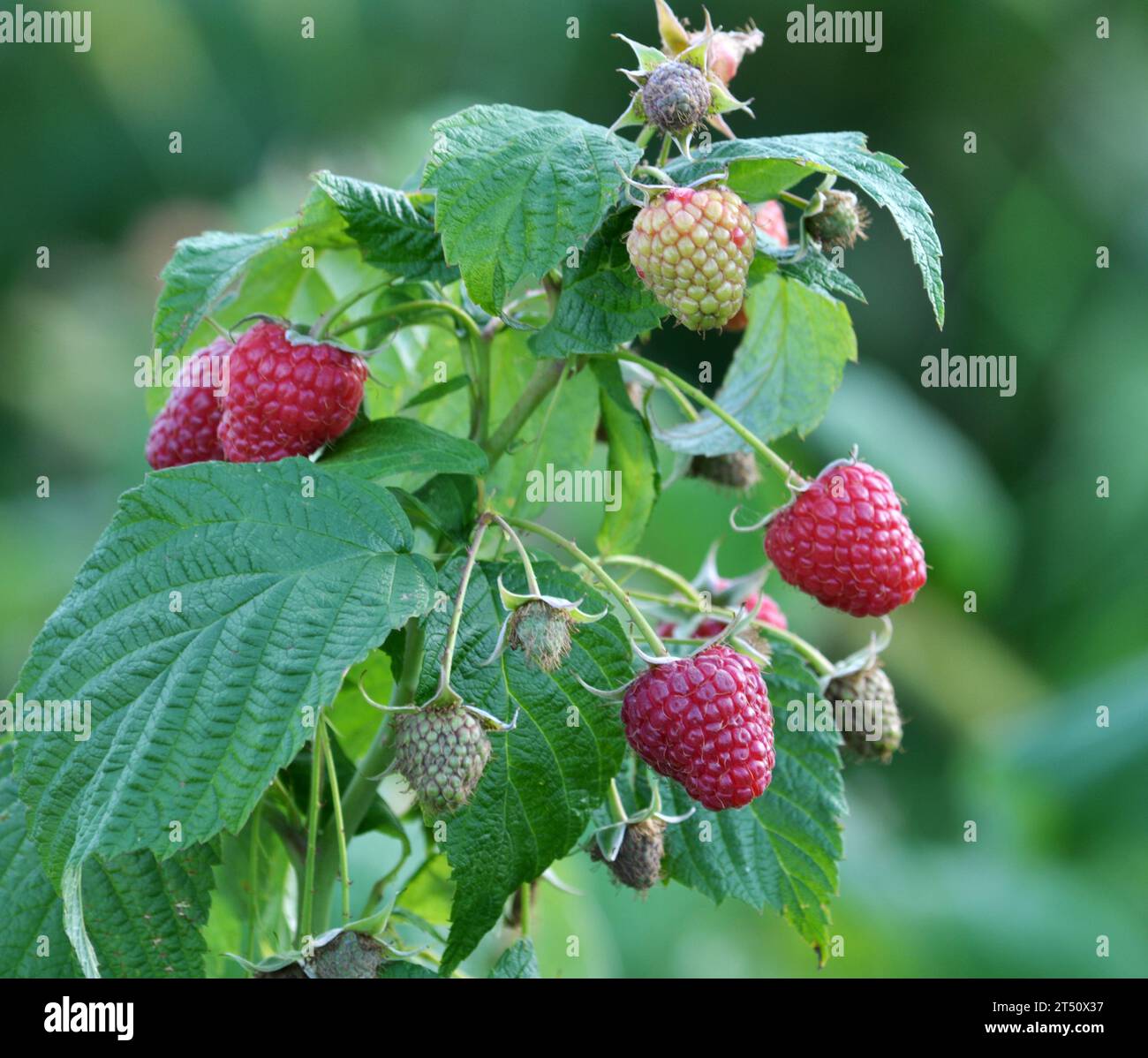 Fruits of raspberry and green leaves on a bush branch Stock Photo - Alamy