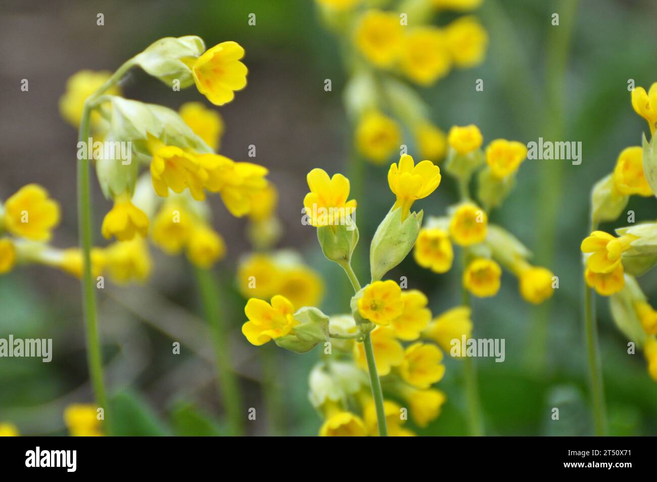 In spring, primrose (Primula veris) blooms in the wild Stock Photo - Alamy