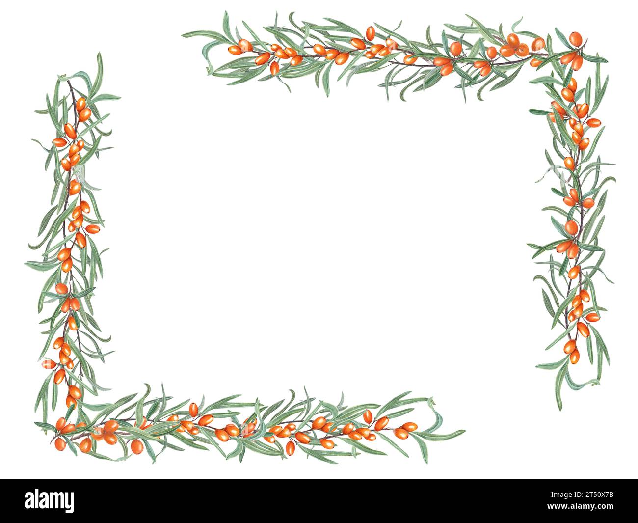 Rectangle frame with Sea buckthorn branches. Sandthorn, sallowthorn ...