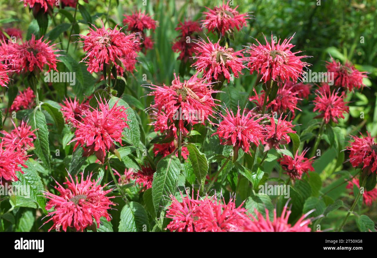 Red medicinal flowers hi-res stock photography and images - Alamy