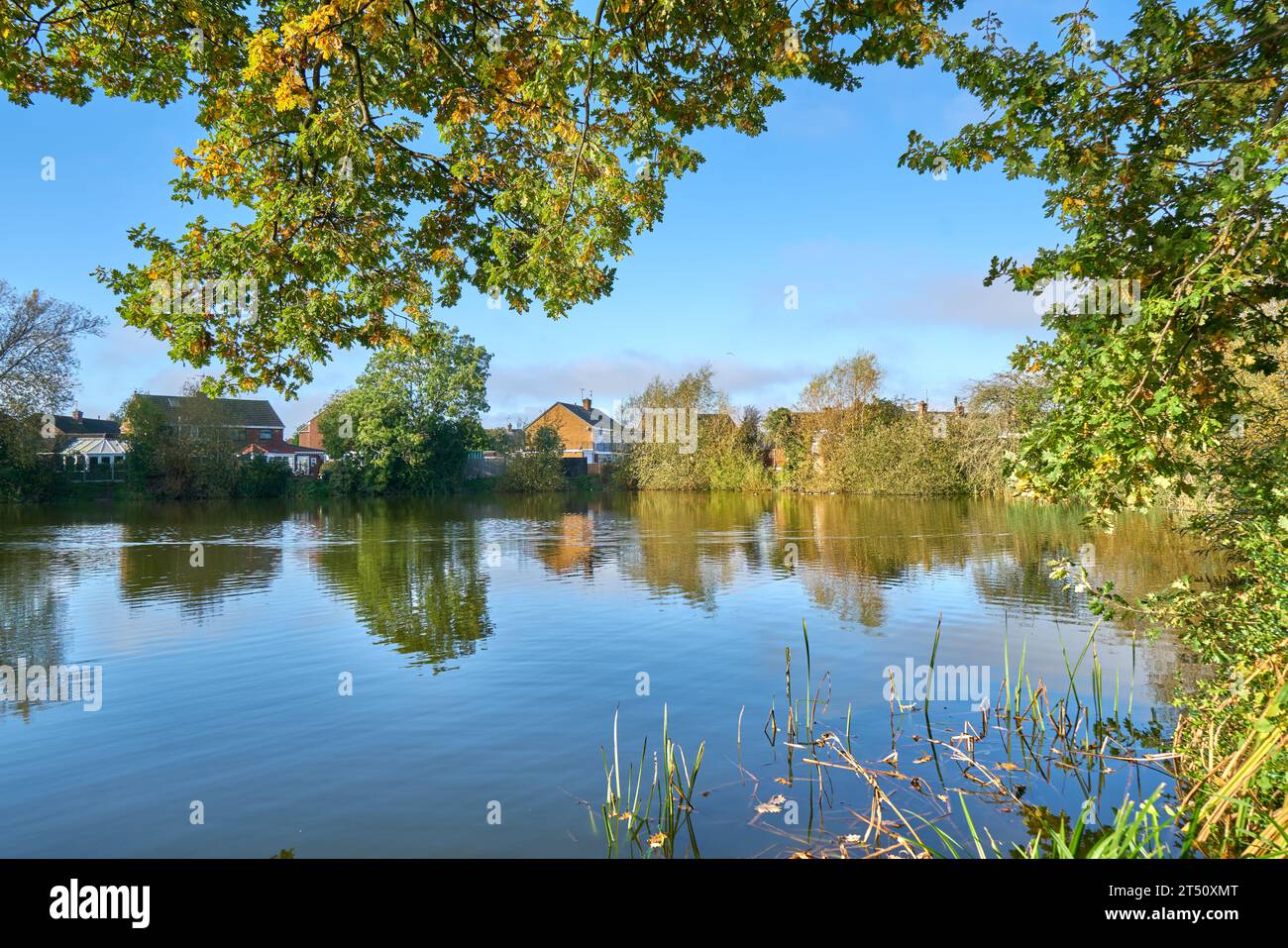 Calm lake with overhanging trees Stock Photo - Alamy