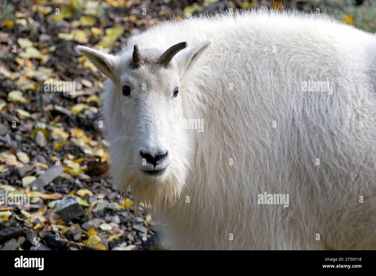 A portrait of a male Mountain Goat pictured in the Yukon Territory ...