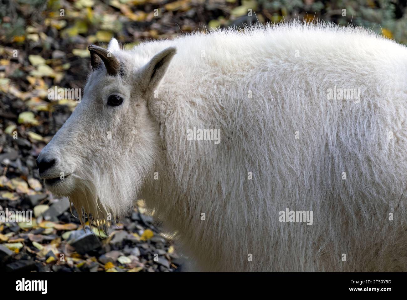 A portrait of a male Mountain Goat pictured in the Yukon Territory ...