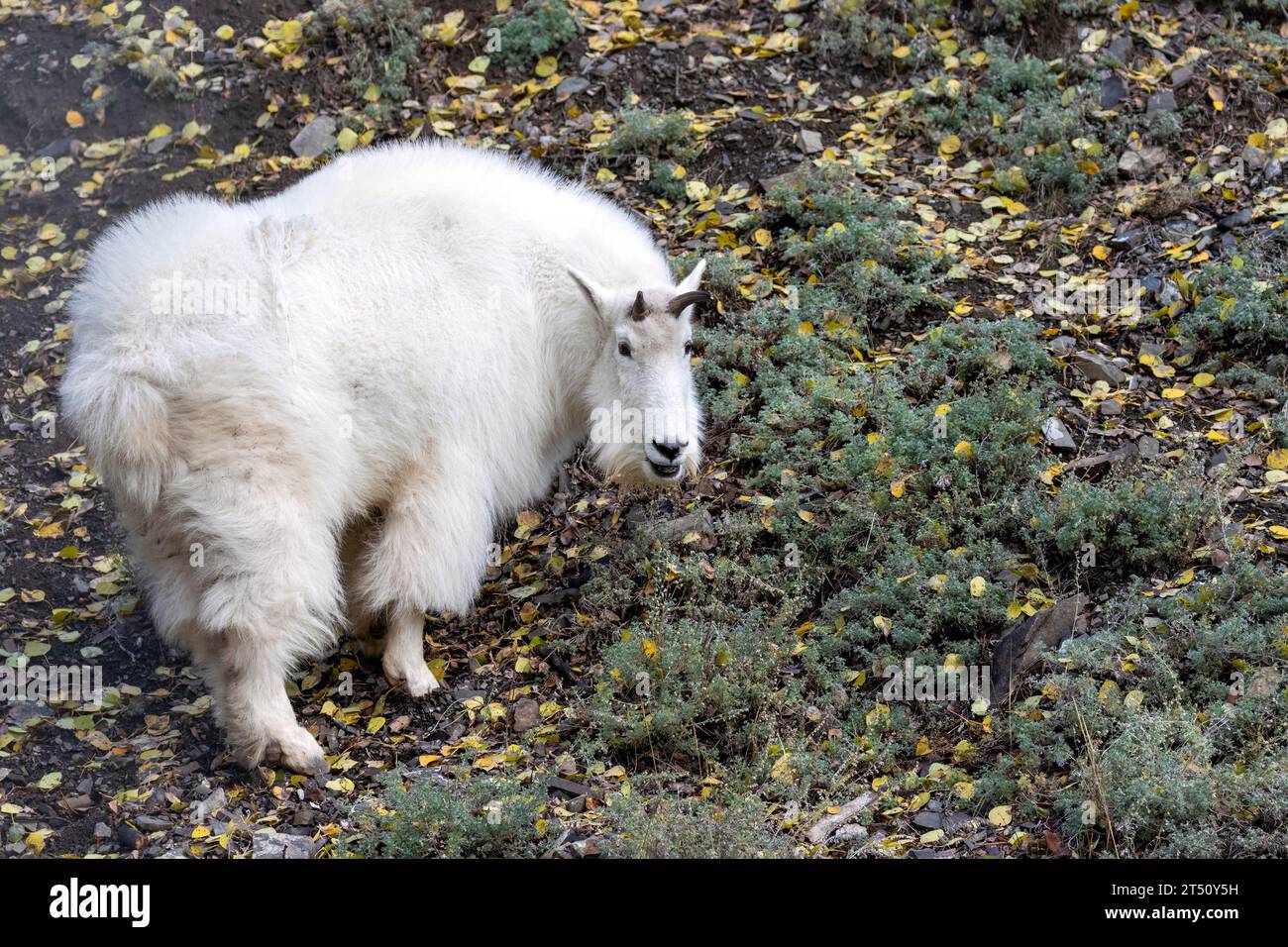 A male Mountain Goat on a rocky cliff face in the Yukon Territory ...