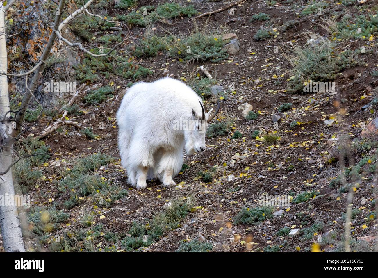 A male Mountain Goat on a rocky cliff face in the Yukon Territory ...