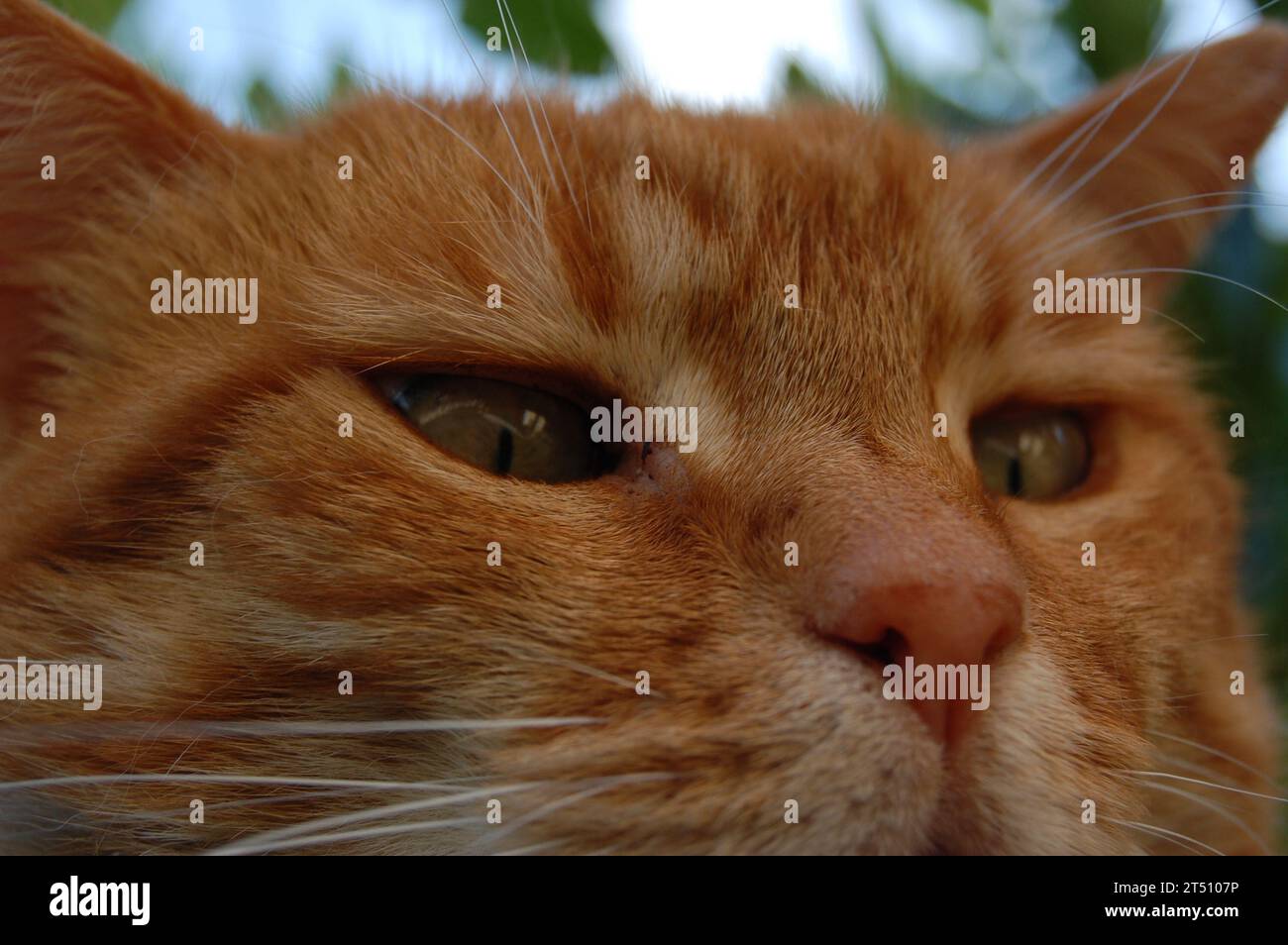 Graceful cat hi-res stock photography and images - Alamy