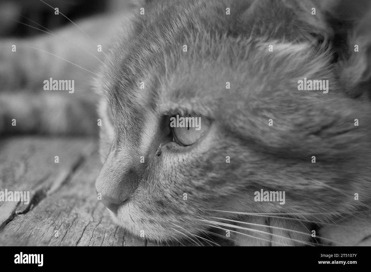 red fur cat Stock Photo - Alamy