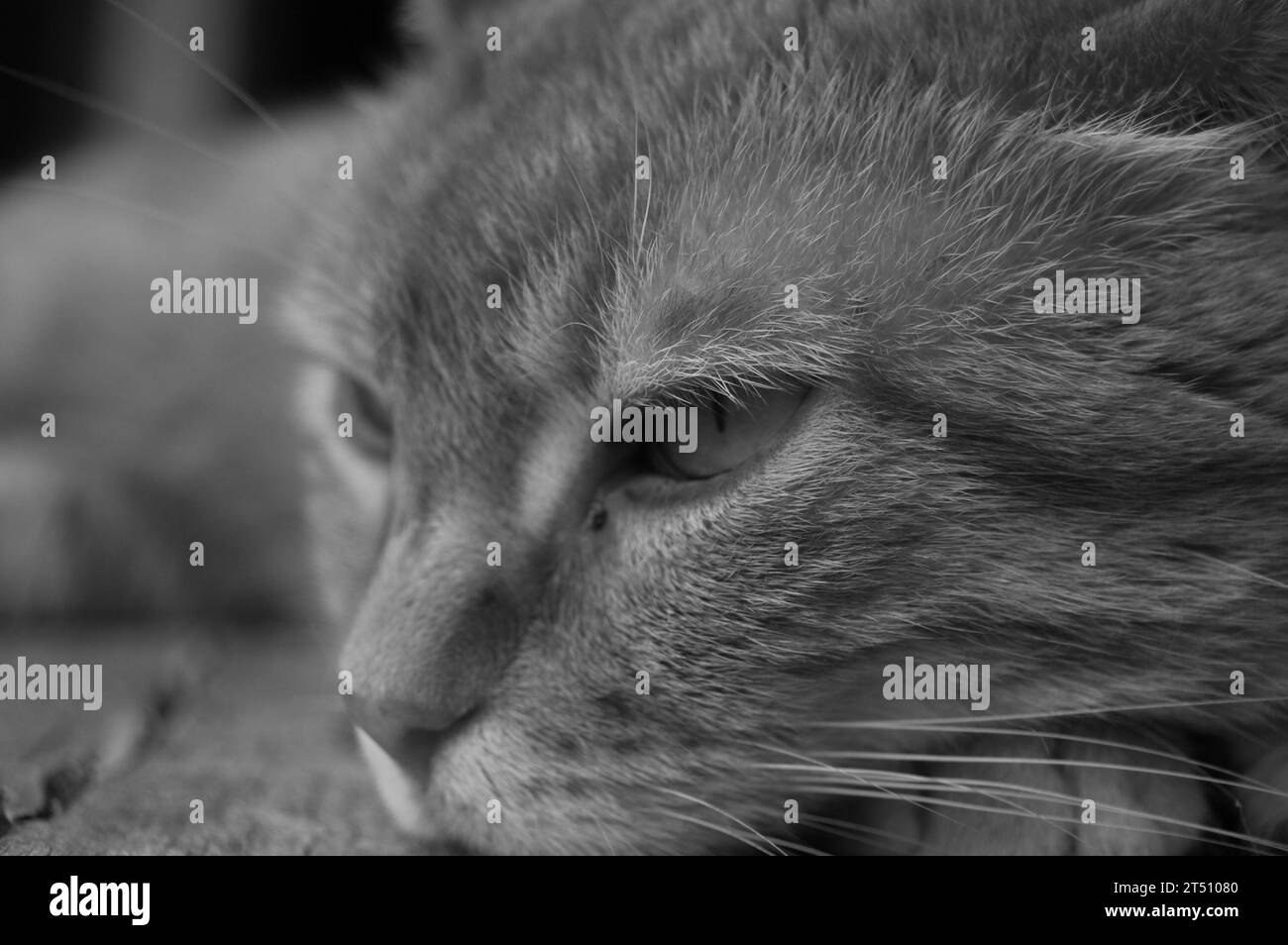 Cat friend Black and White Stock Photos & Images - Alamy