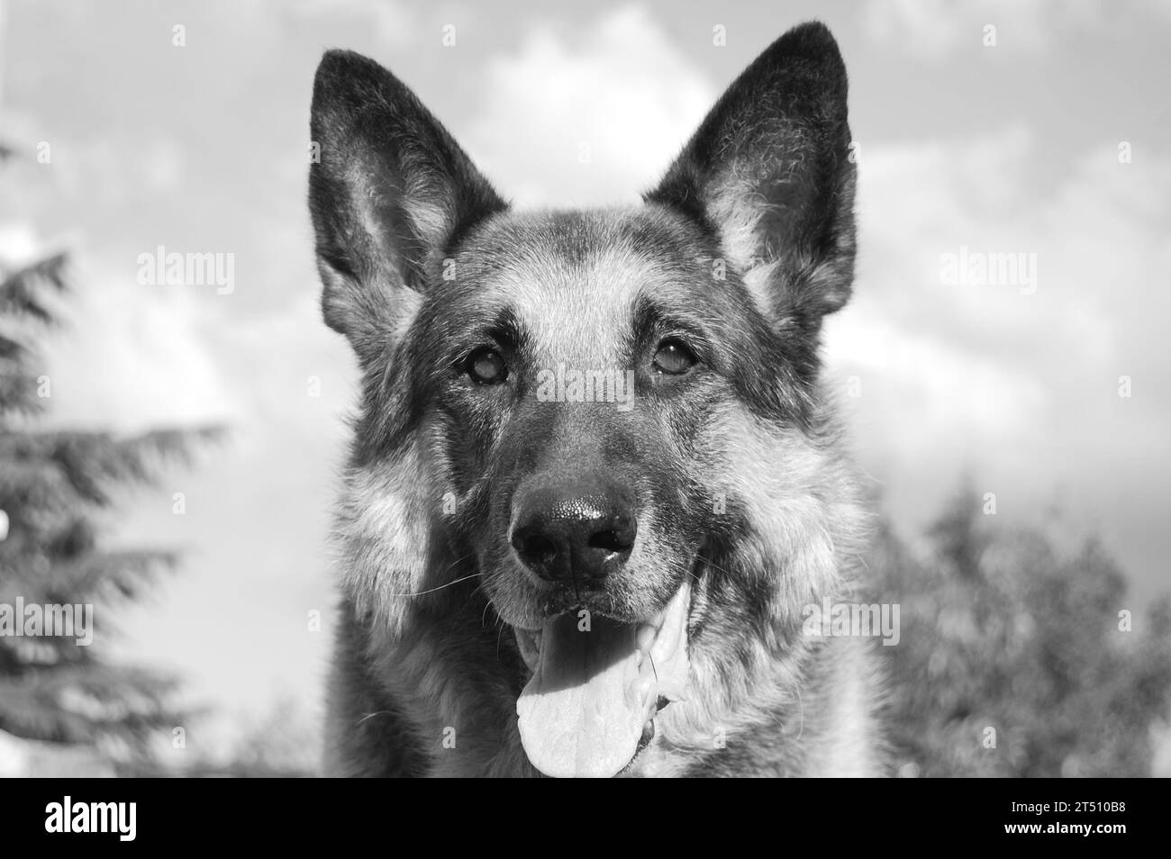 German shepherd dog Stock Photo - Alamy