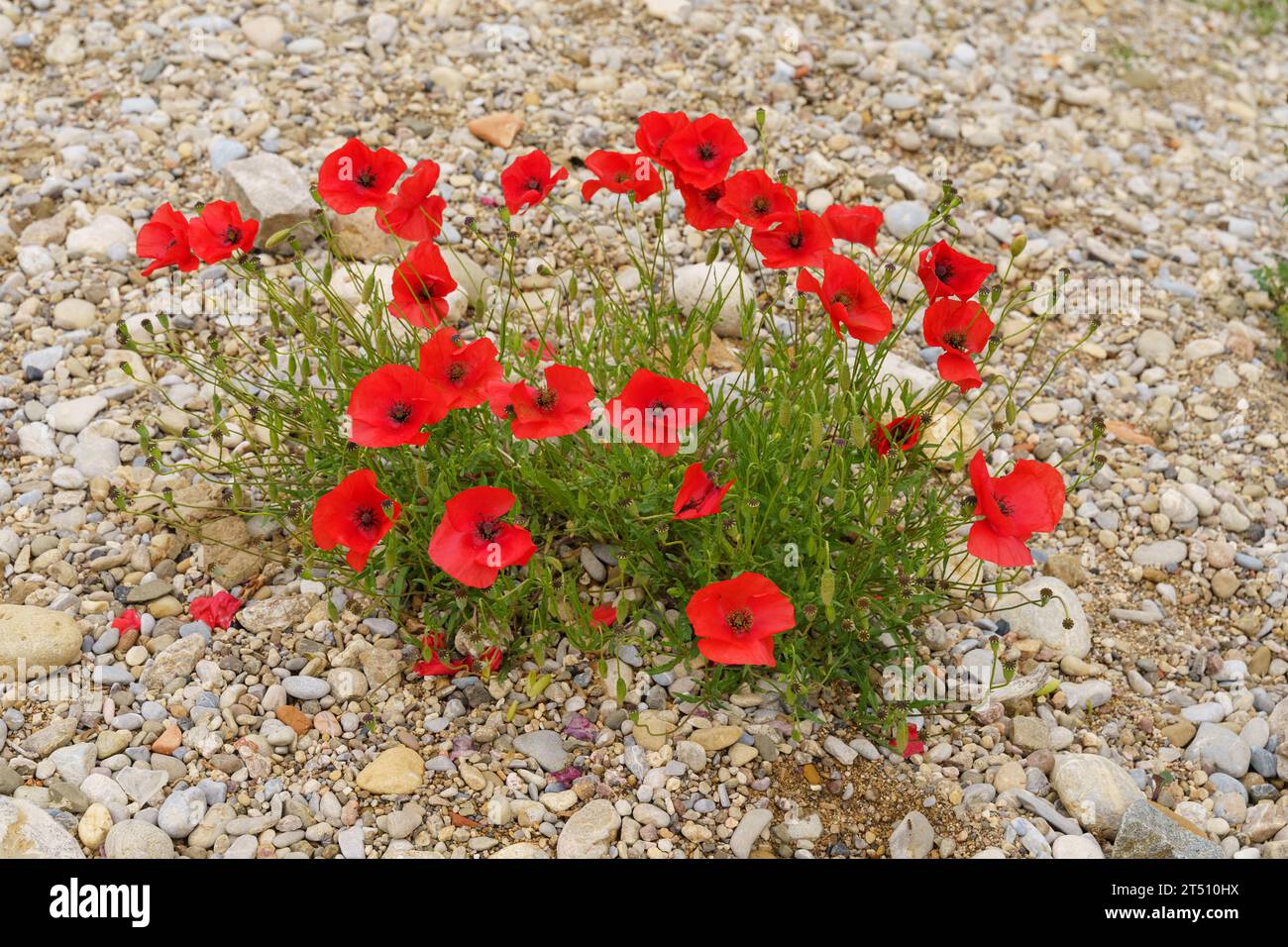 Poppy flowers growing in rocky soil. Close-up Stock Photo - Alamy