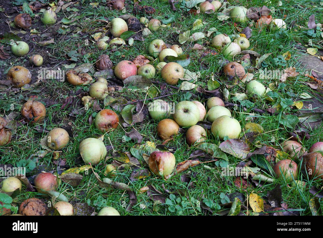 Crop of windfall apples rotting in a garden Stock Photo - Alamy