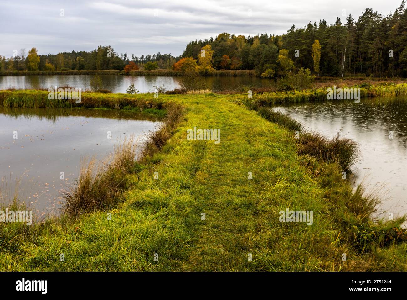 Carp ponds with dams in between. Most ponds are not fed by a stream but ...