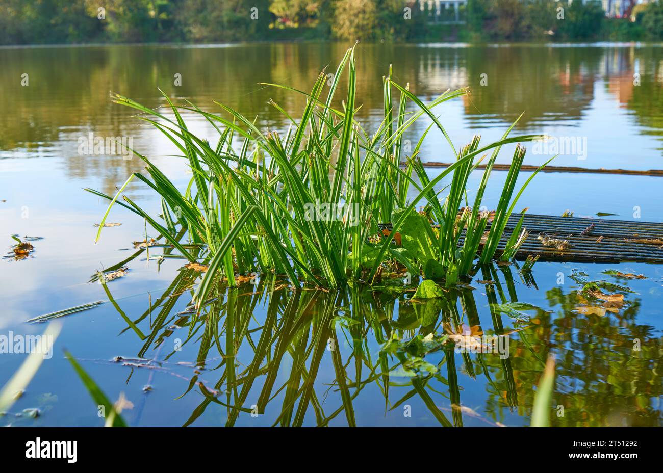 Clump of reeds growing in a pond Stock Photo - Alamy