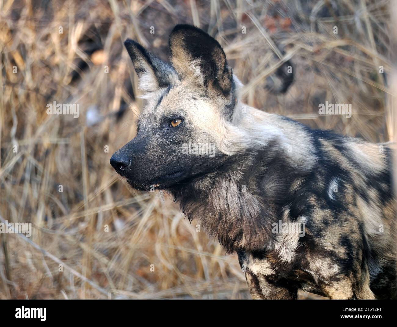 African wild dog, painted dog, Afrikanischer Wildhund, chien-hyène ...