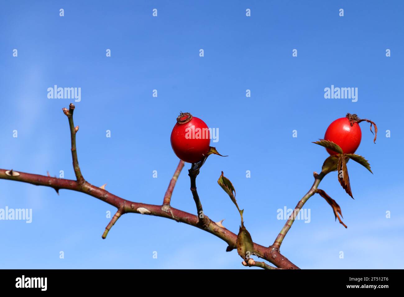 Medicinal plant hi-res stock photography and images - Alamy