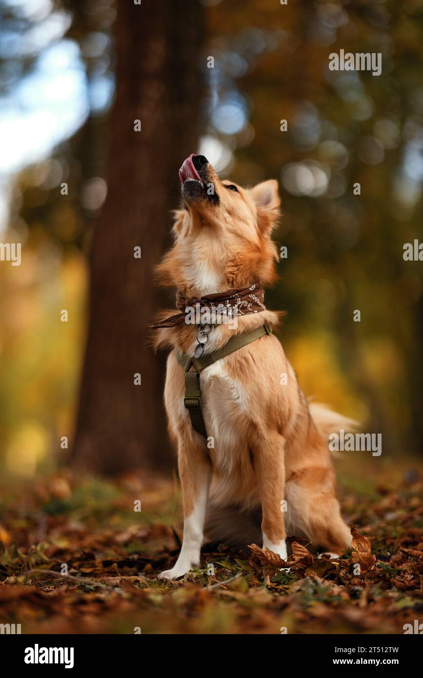 Portrait of Beautiful dog with a colored bandana around his neck. Dog ...
