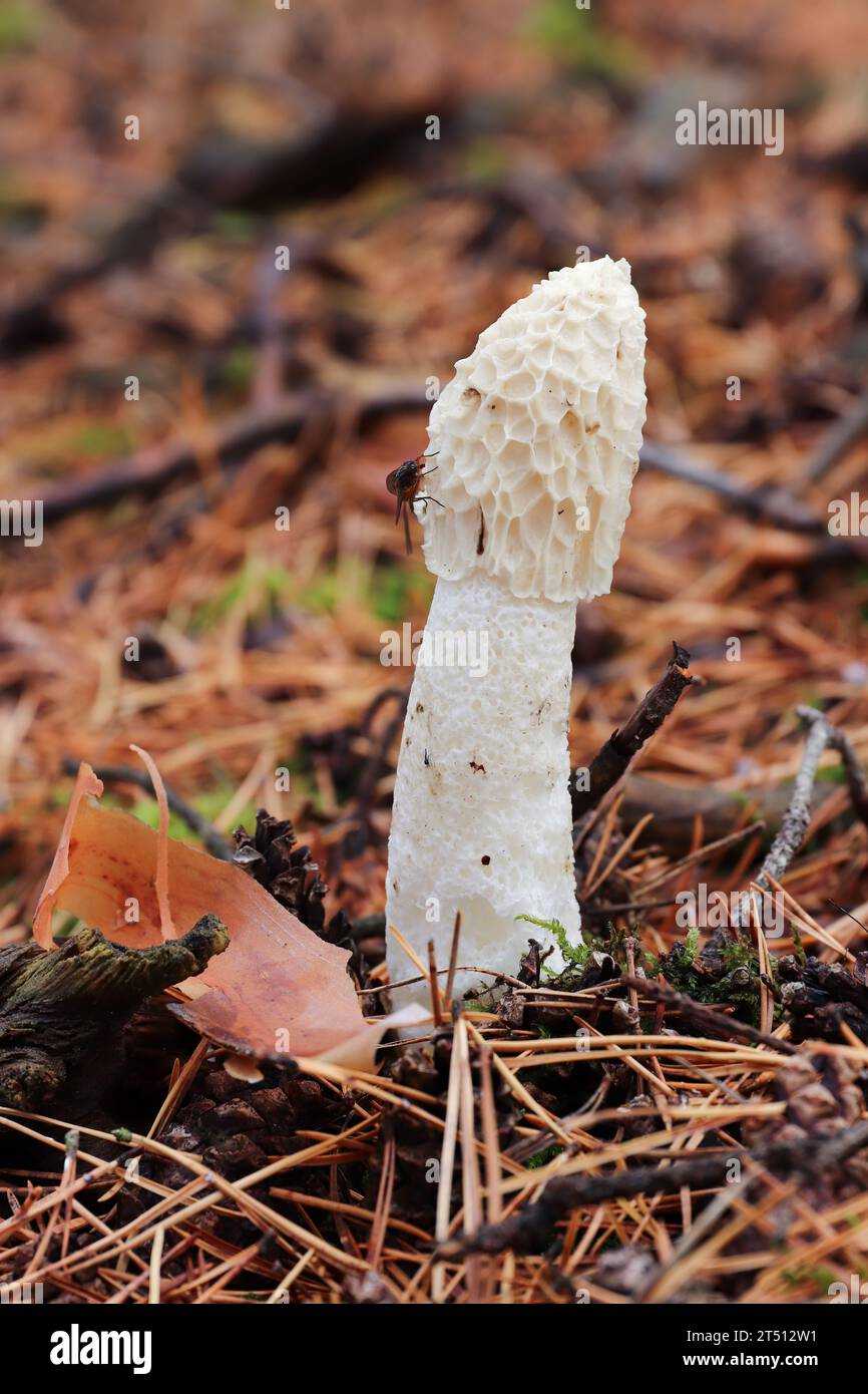 Unpleasant smelling mushroom Phallus Impudicus Stock Photo - Alamy