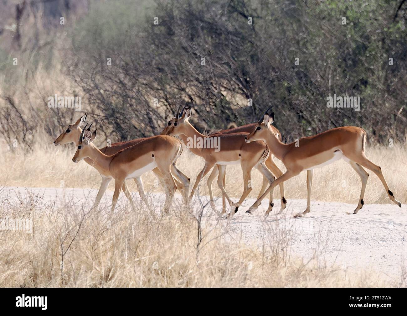 Impala or rooibok, Aepyceros melampus melampus, Hwange National Park ...