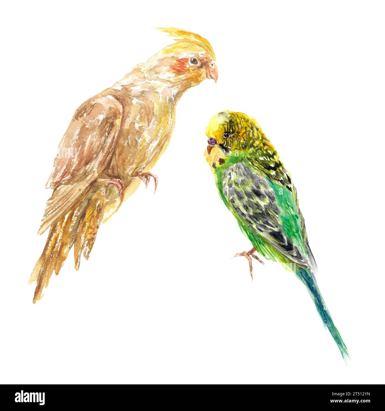 Two parrots, a Corella and a budgie. Watercolor illustration isolated ...