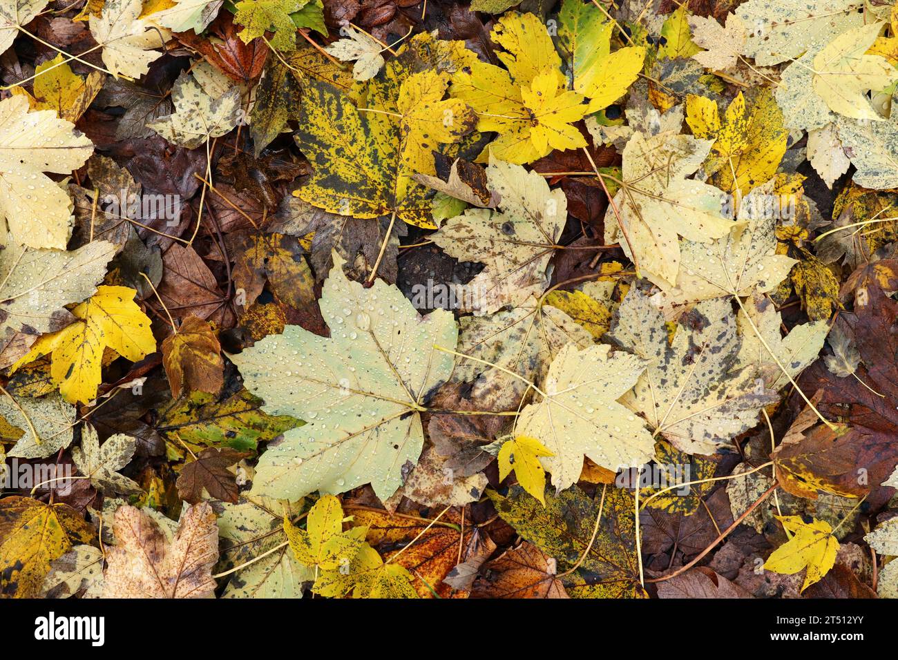 Fallen foliage backdrop hi-res stock photography and images - Alamy