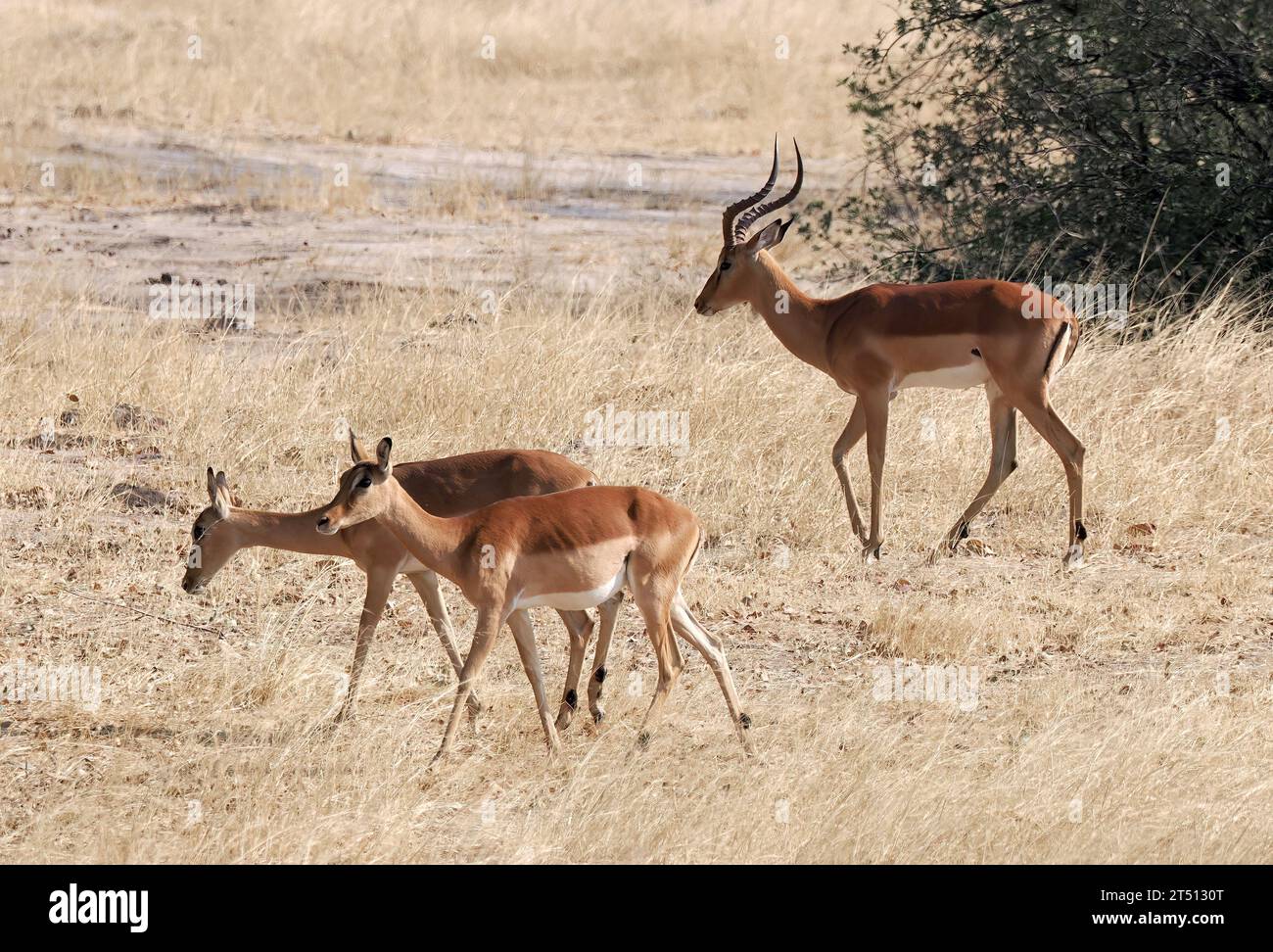 Impala or rooibok, Aepyceros melampus melampus, Hwange National Park ...