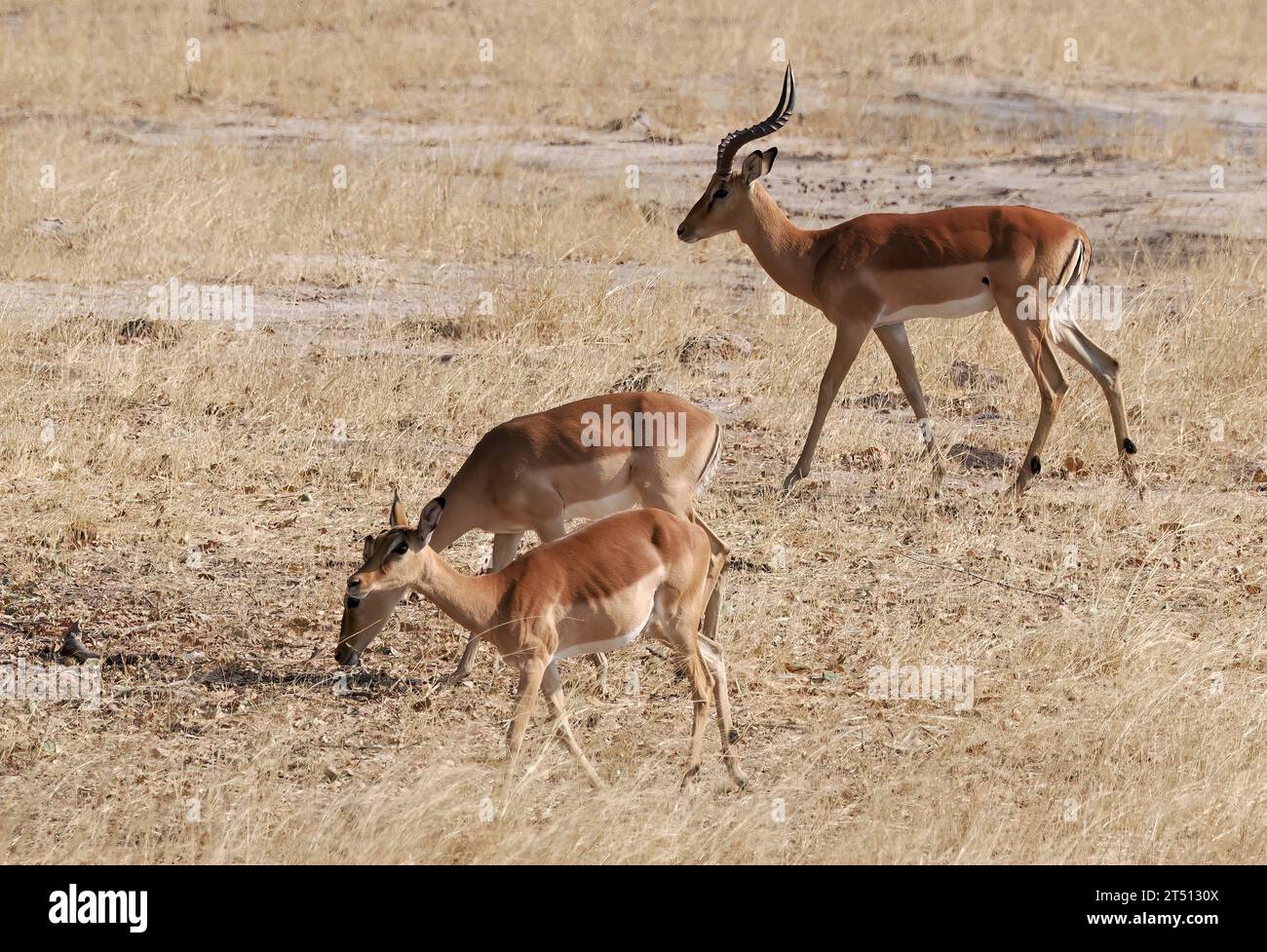 Impala or rooibok, Aepyceros melampus melampus, Hwange National Park ...