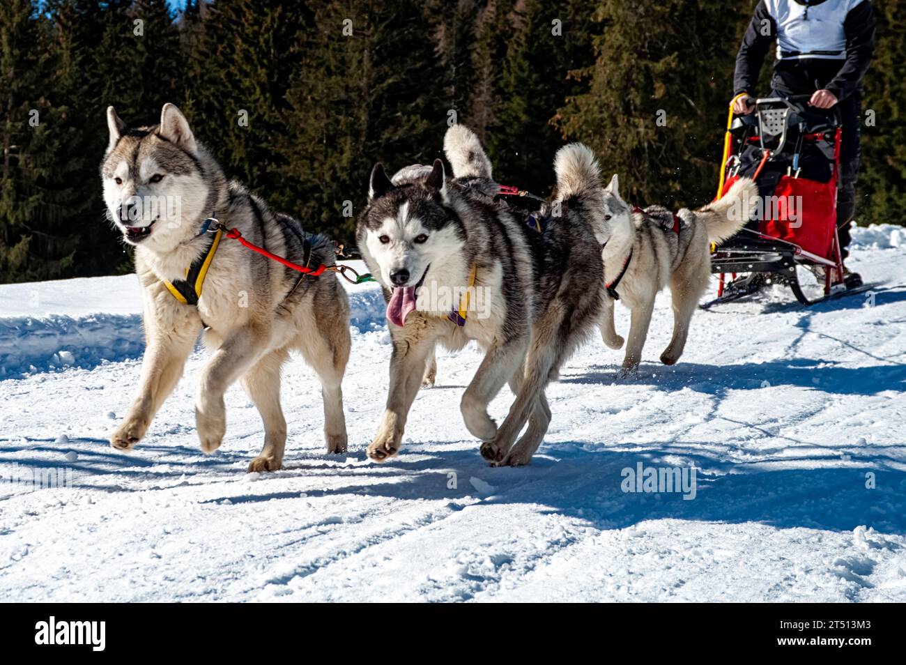 Sled dog scene in the italian alps Stock Photo - Alamy