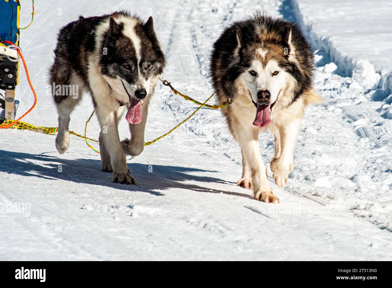 Sled dog scene in the italian alps Stock Photo - Alamy