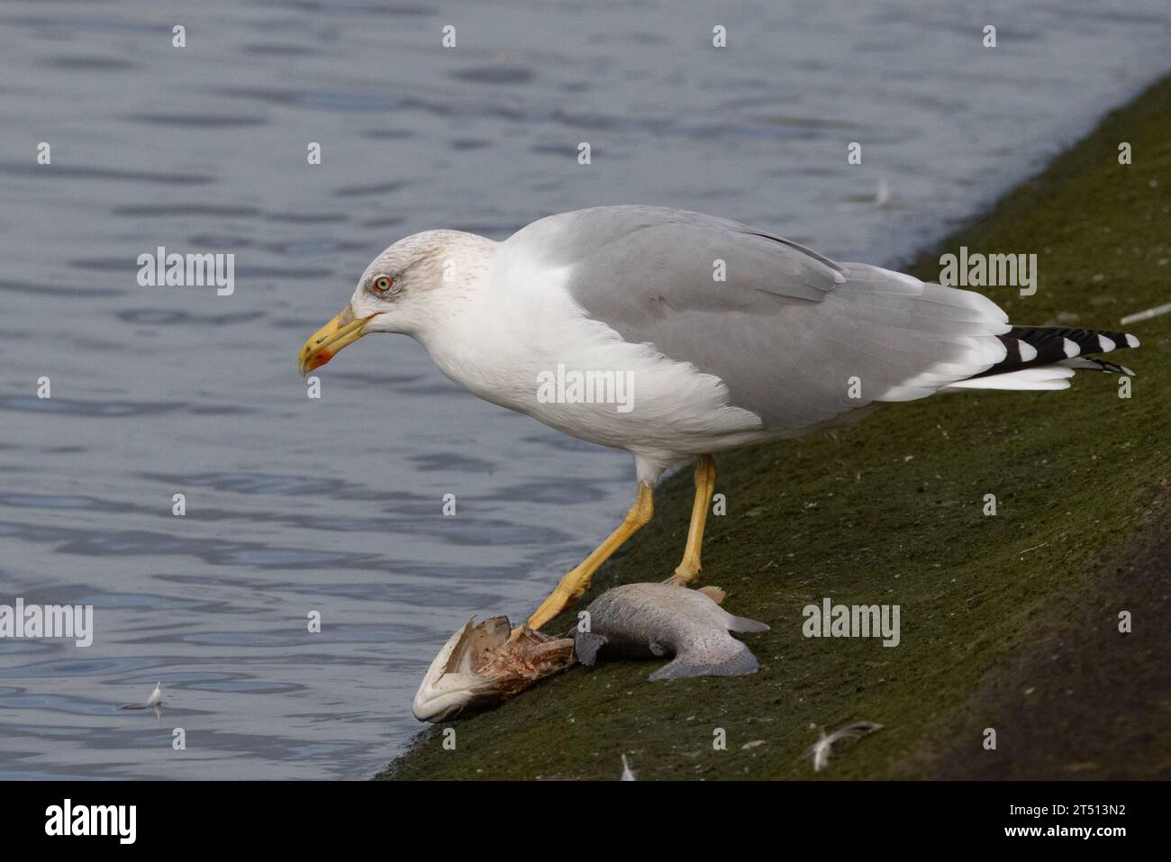 Yellow legged Gull feeding on a dead fish at the waters edge, Farmoor ...