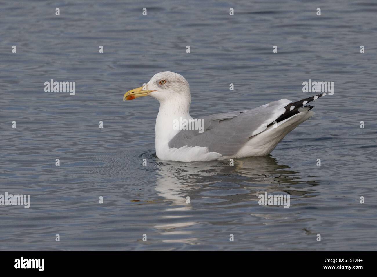 Yellow legged Gull at rest on water, Farmoor Reservoir, Oxon, UK Stock ...