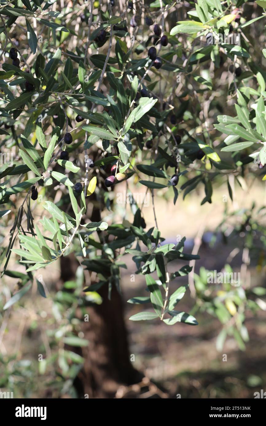 Olive oil leaf hi-res stock photography and images - Alamy