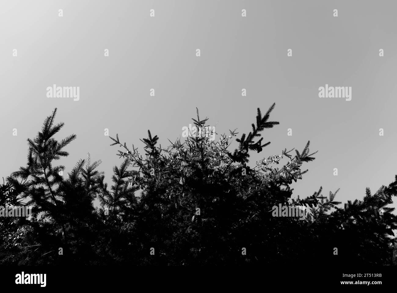 Look up sky Black and White Stock Photos & Images - Alamy