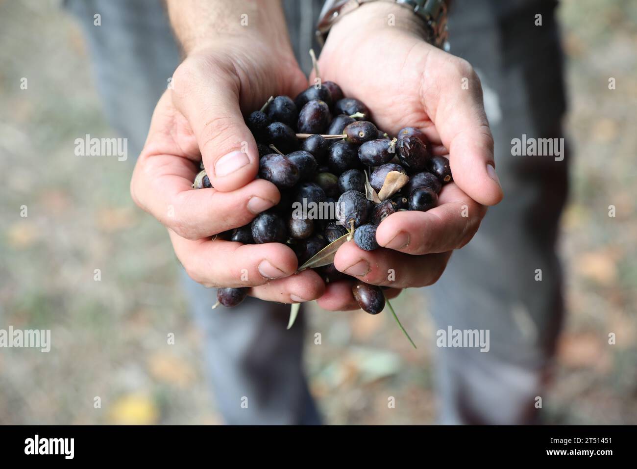 Hands showing ripe olives ready to be pressed to make oil in Italy ...