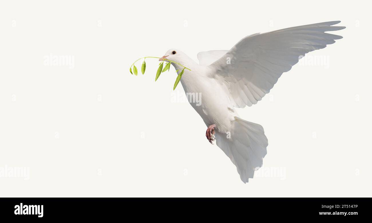 dove with olive branch isolated on white Stock Photo - Alamy