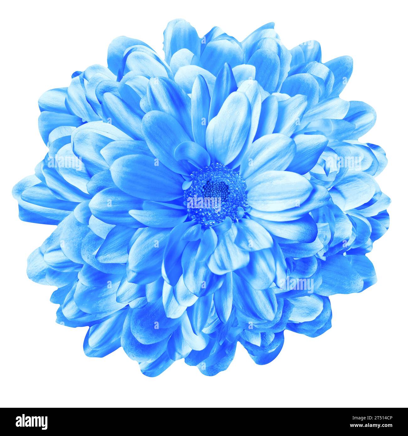 Isolated flower with many petals, intense perfume, natural freshness ...