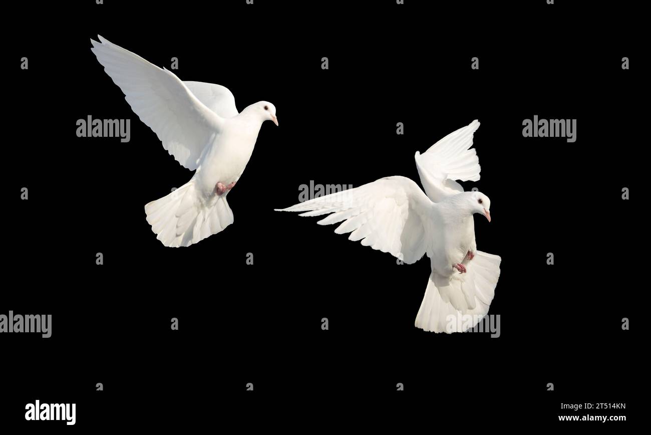 sacred bird in Islam, white dove in flight on a black background Stock ...