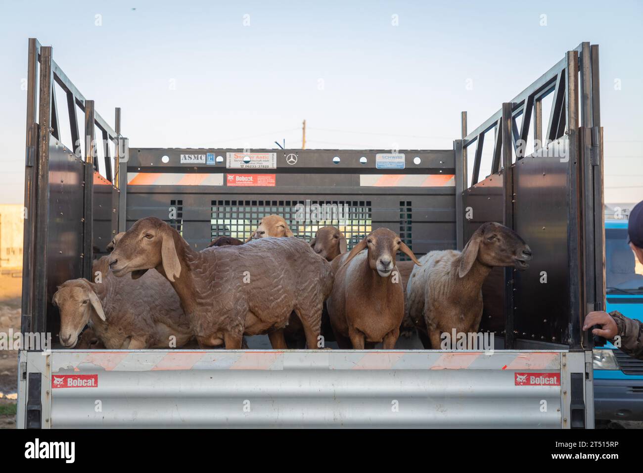 Fat-tailed sheep on truck in Karakol, Kyrgyztan Stock Photo - Alamy