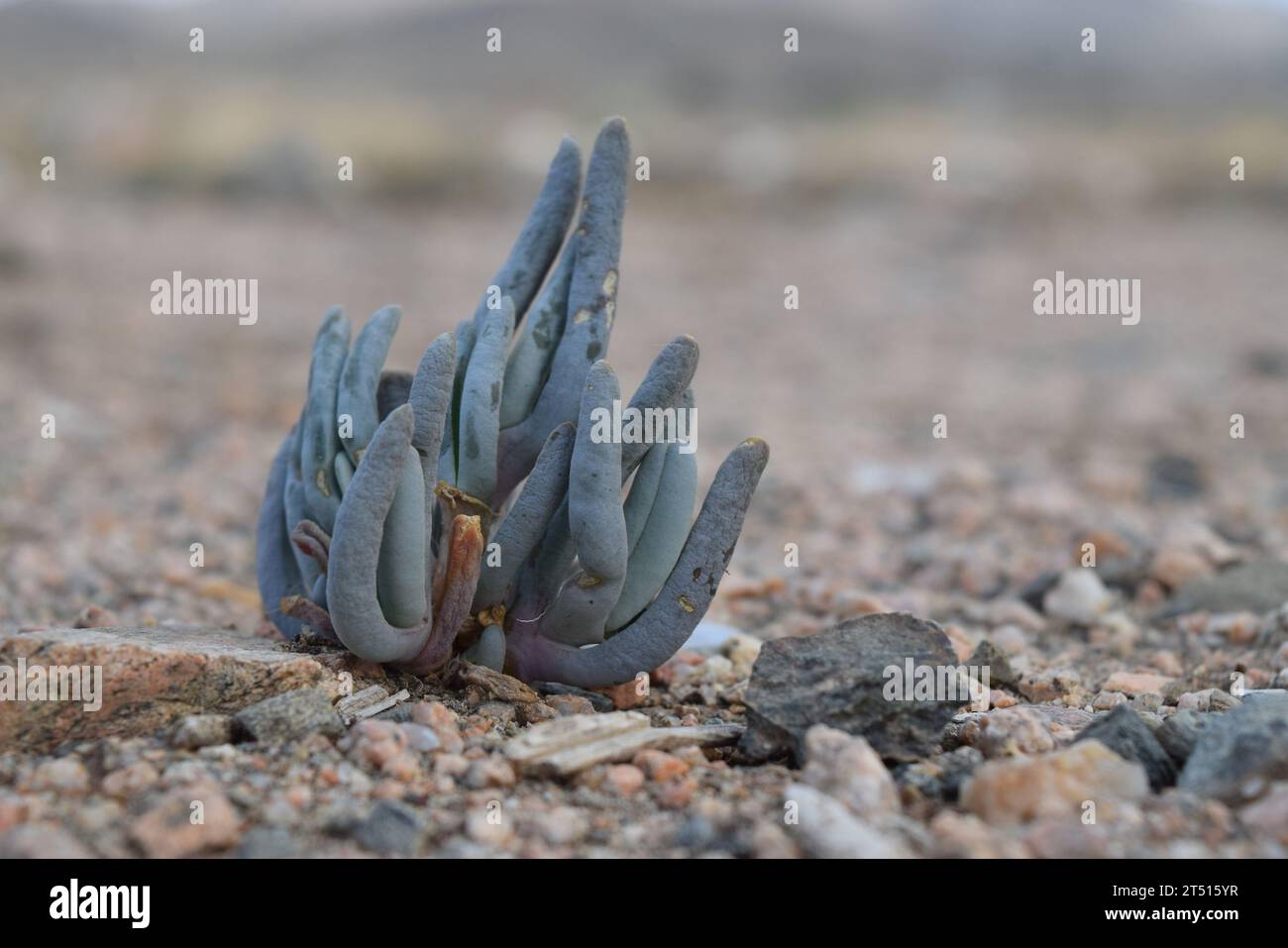 A beautiful wild plant that is a type of succulent plant - Taif city ...
