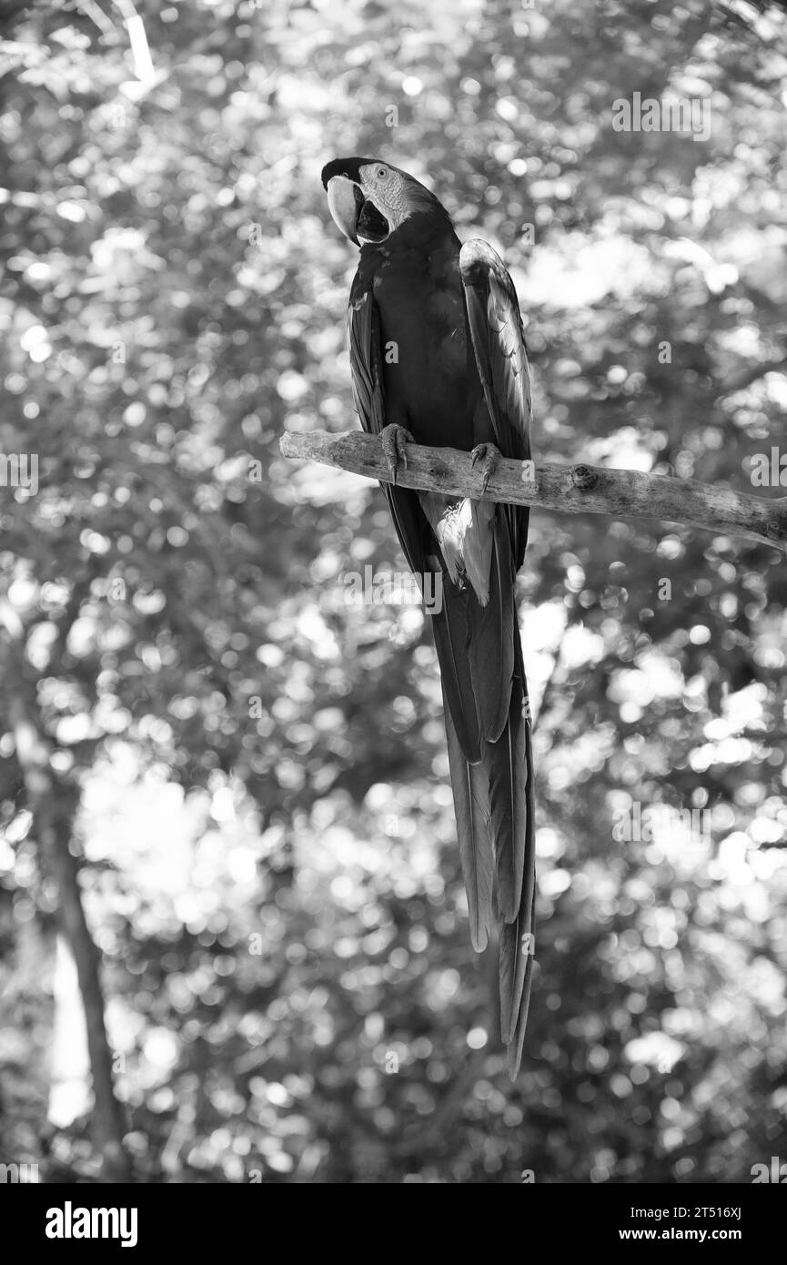 photo of ara macaw parrot with long tail in zoo. ara macaw parrot bird ...