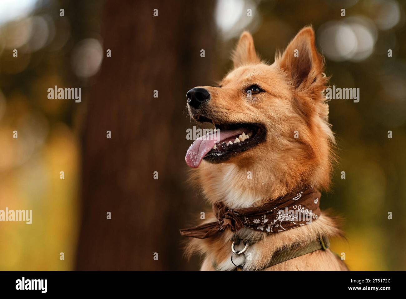 Portrait of Beautiful dog with a colored bandana around his neck. Dog ...