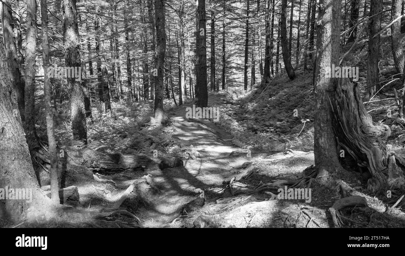 trail in the forest. trail mountain path. empty trail pathway. photo of ...