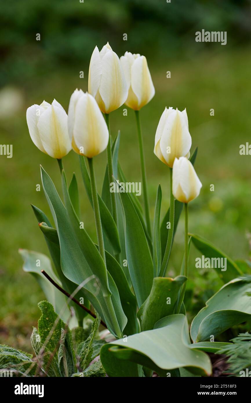 Beautiful white tulips flowers in a lush garden in the yard outside ...